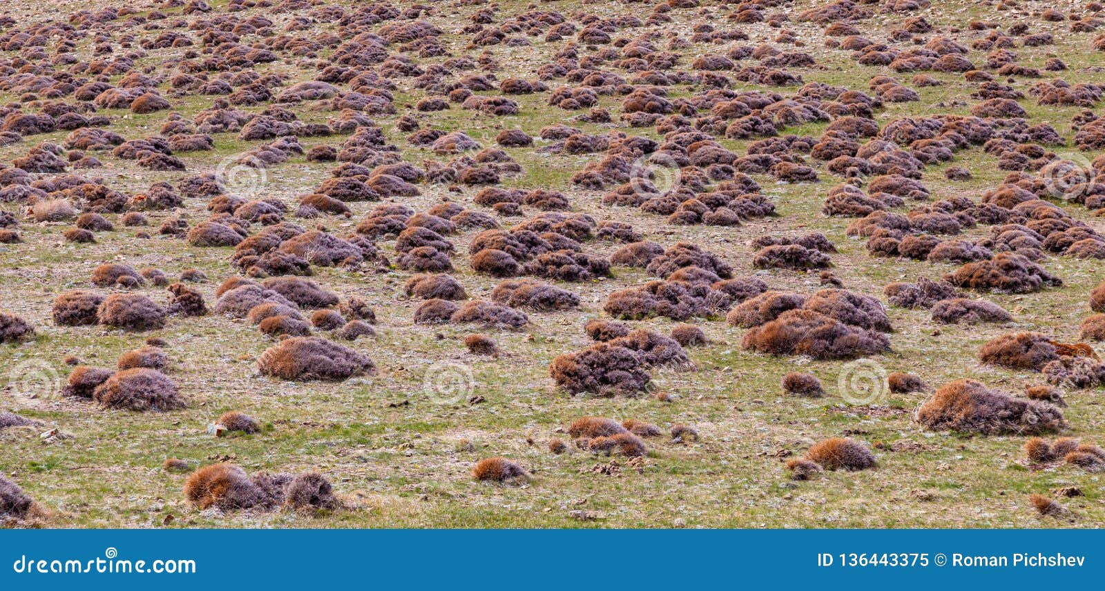 Shrub in the Form of Balls in the Fall Stock Image - Image of ...