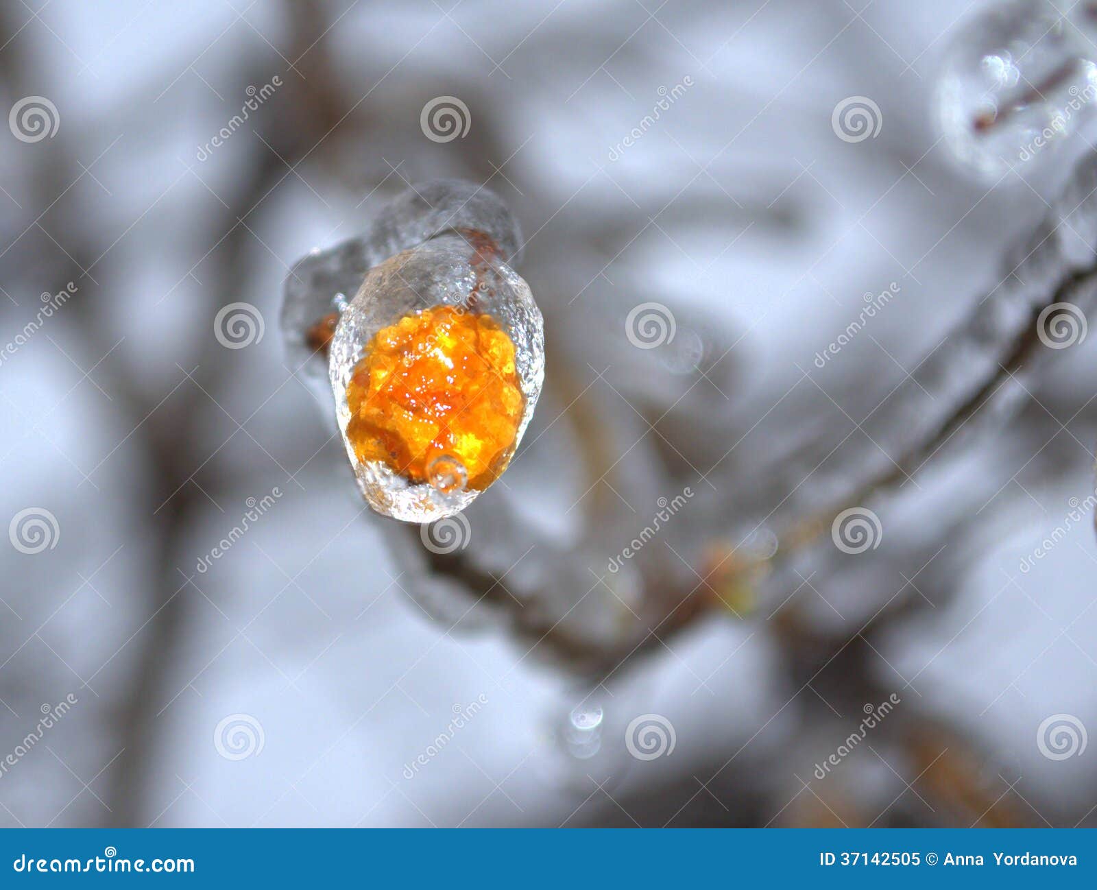 Shrub Fruit Encased in Ice after an Ice Storm Stock Image - Image of ...