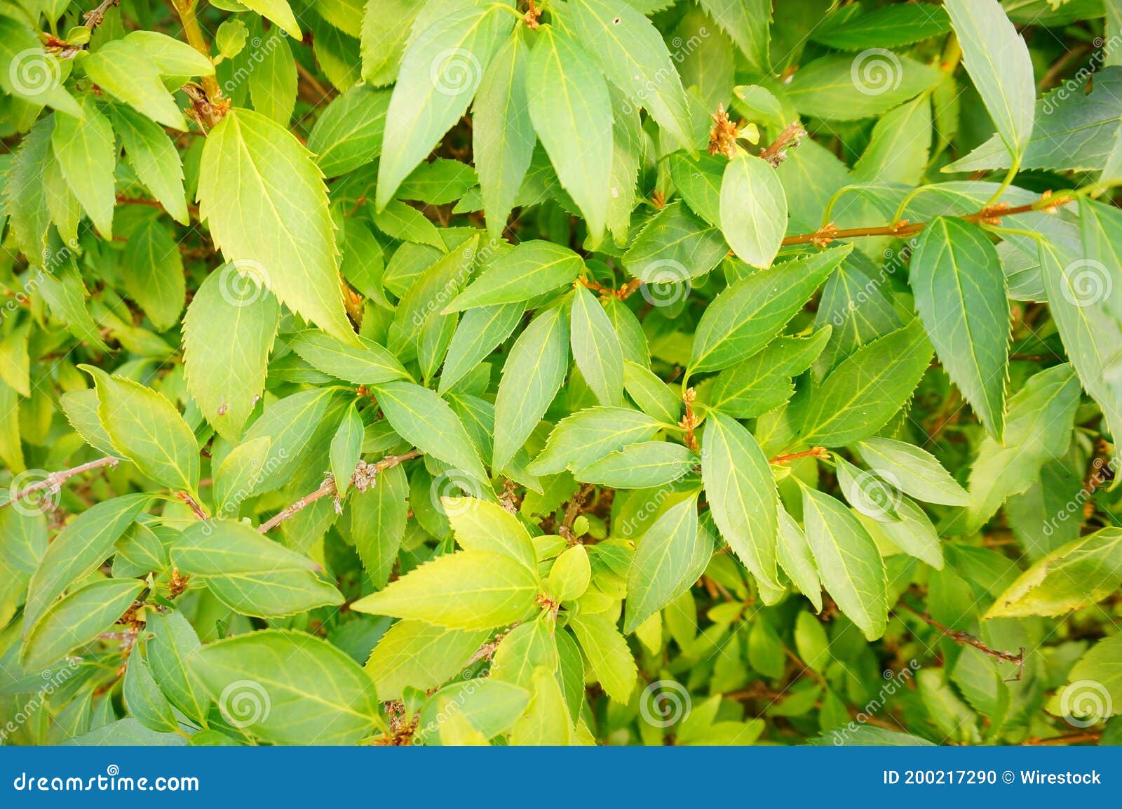 Shrub with green leaves stock photo. Image of color - 200217290