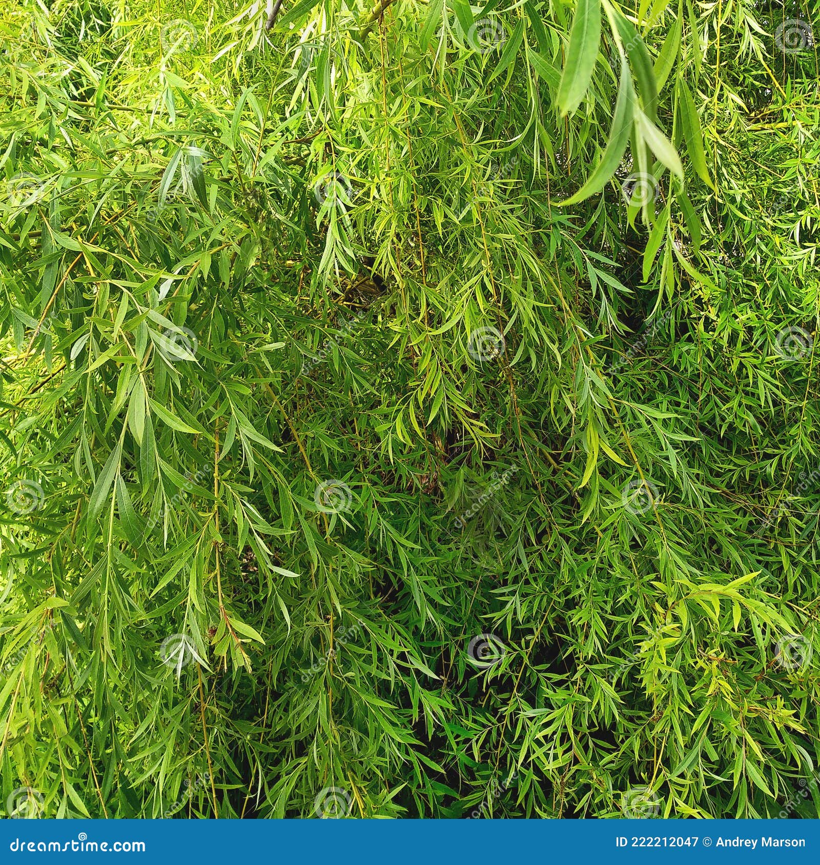 Shrub Green Leaves Texture, Wallpaper, Nature Background Stock Image ...