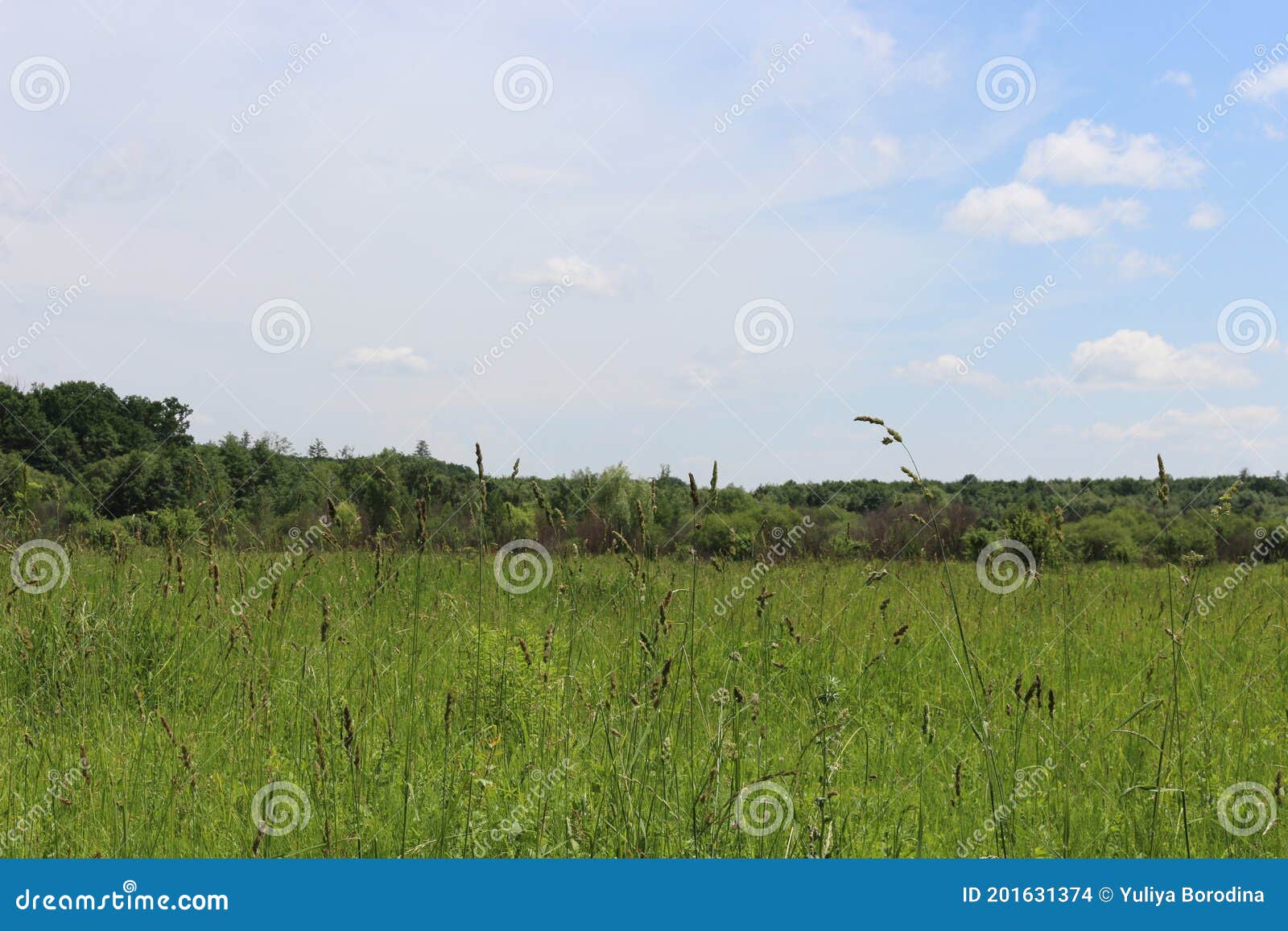 The Shrub Grows on the Edge of the Forest. Everything Around is Greener ...