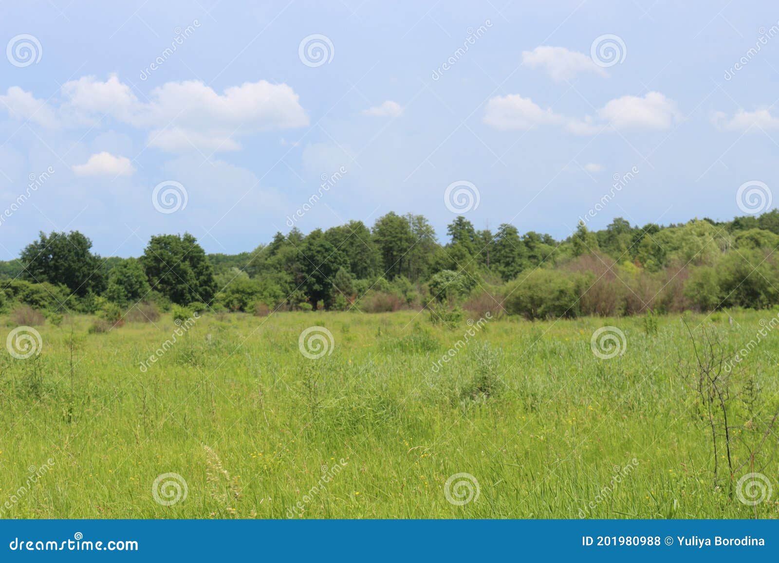 The Shrub Grows on the Edge of the Forest. Everything Around is Greener ...