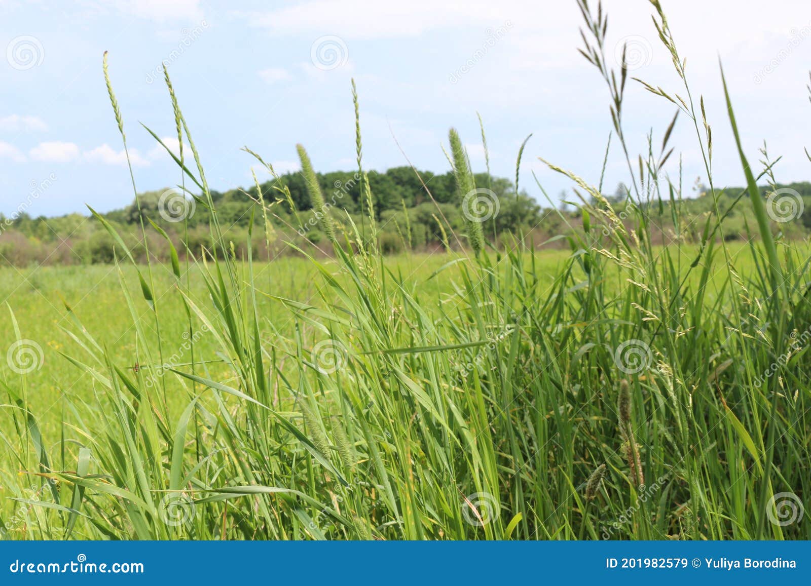 The Shrub Grows on the Edge of the Forest. Everything Around is Greener ...