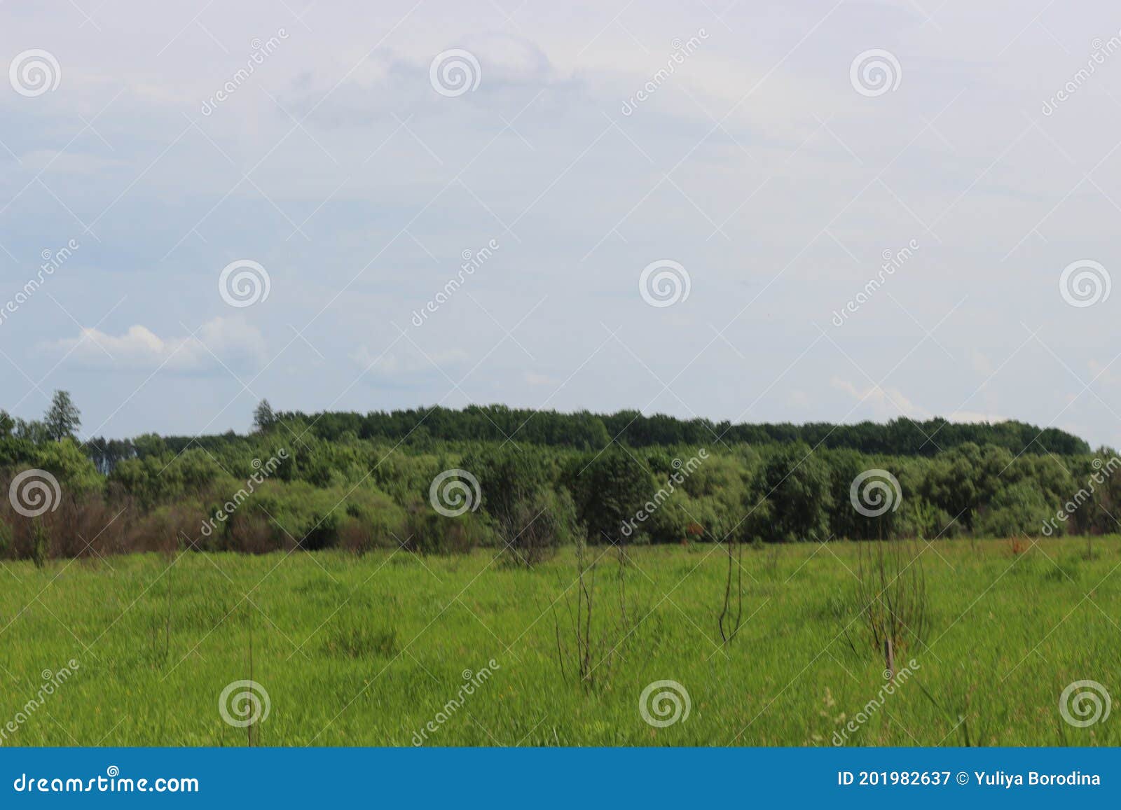 The Shrub Grows on the Edge of the Forest. Everything Around is Greener ...