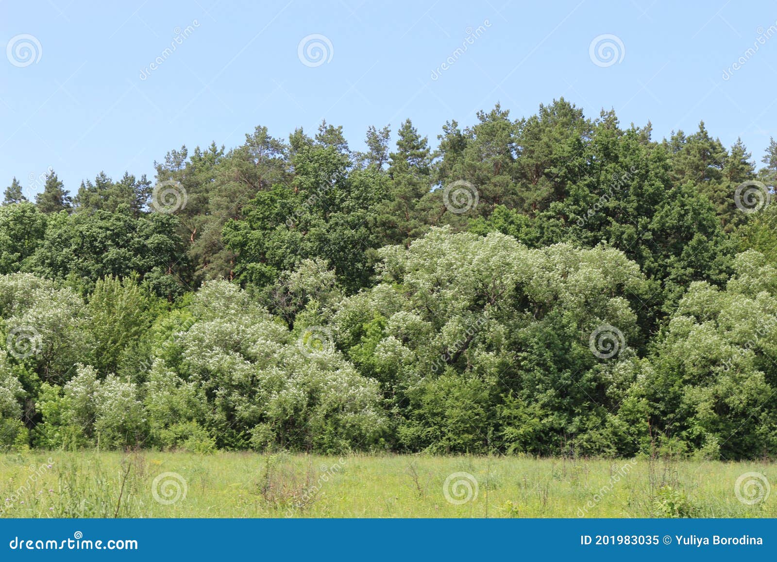 The Shrub Grows on the Edge of the Forest. Everything Around is Greener ...