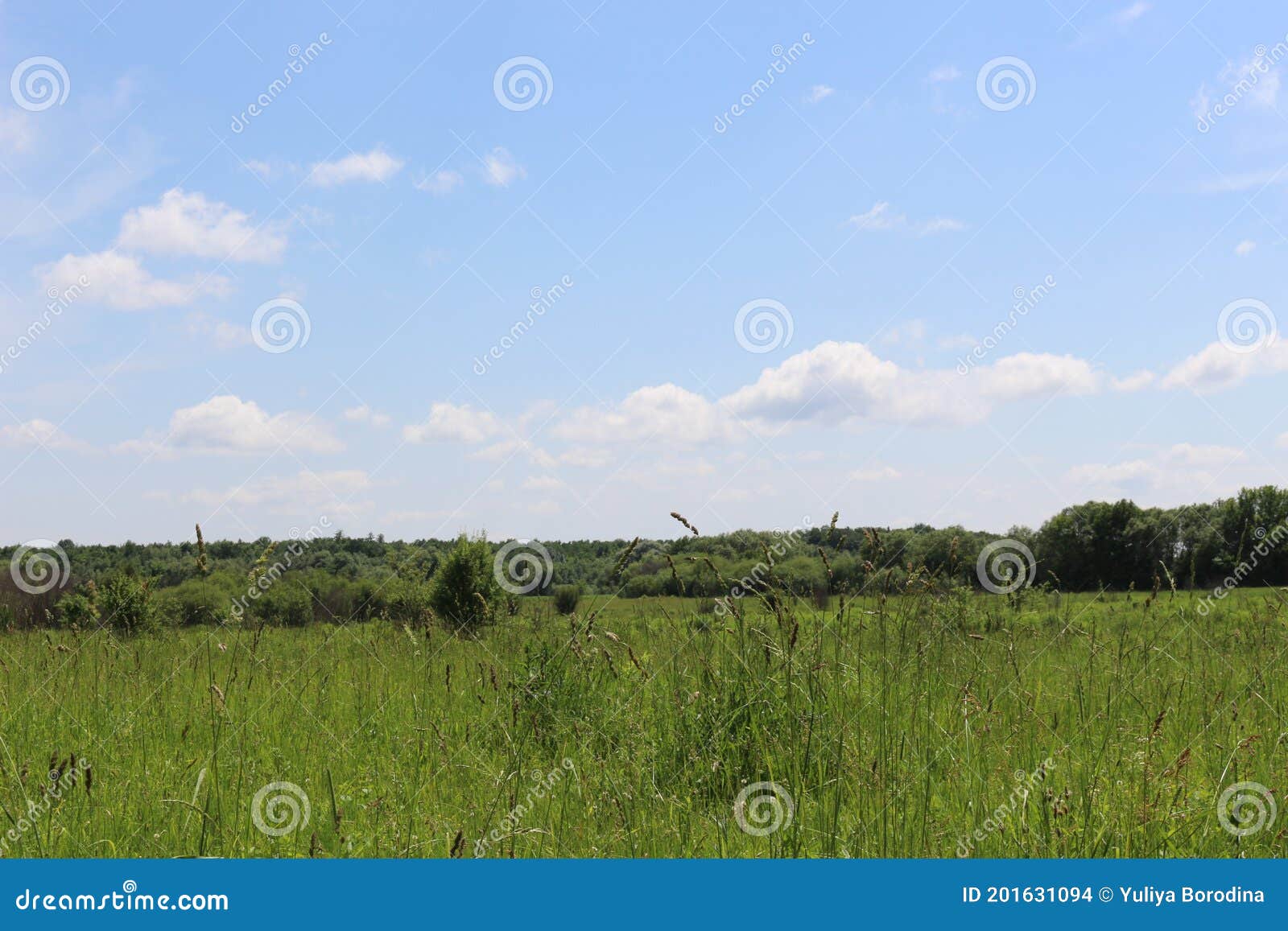 The Shrub Grows on the Edge of the Forest. Everything Around is Greener ...