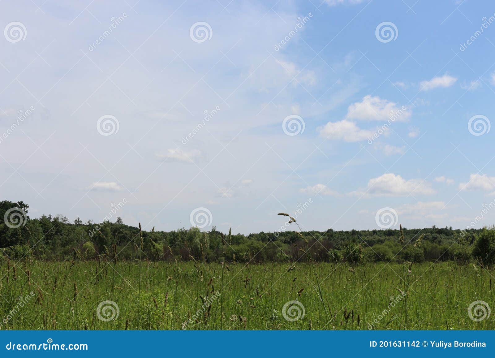 The Shrub Grows on the Edge of the Forest. Everything Around is Greener ...