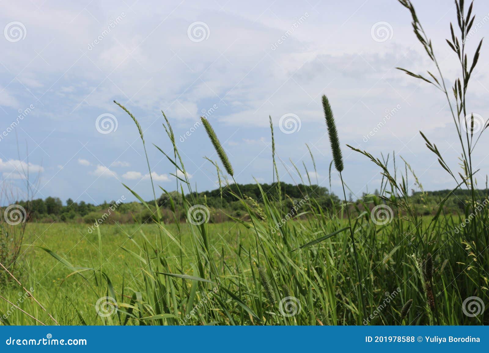 The Shrub Grows on the Edge of the Forest. Everything Around is Greener ...