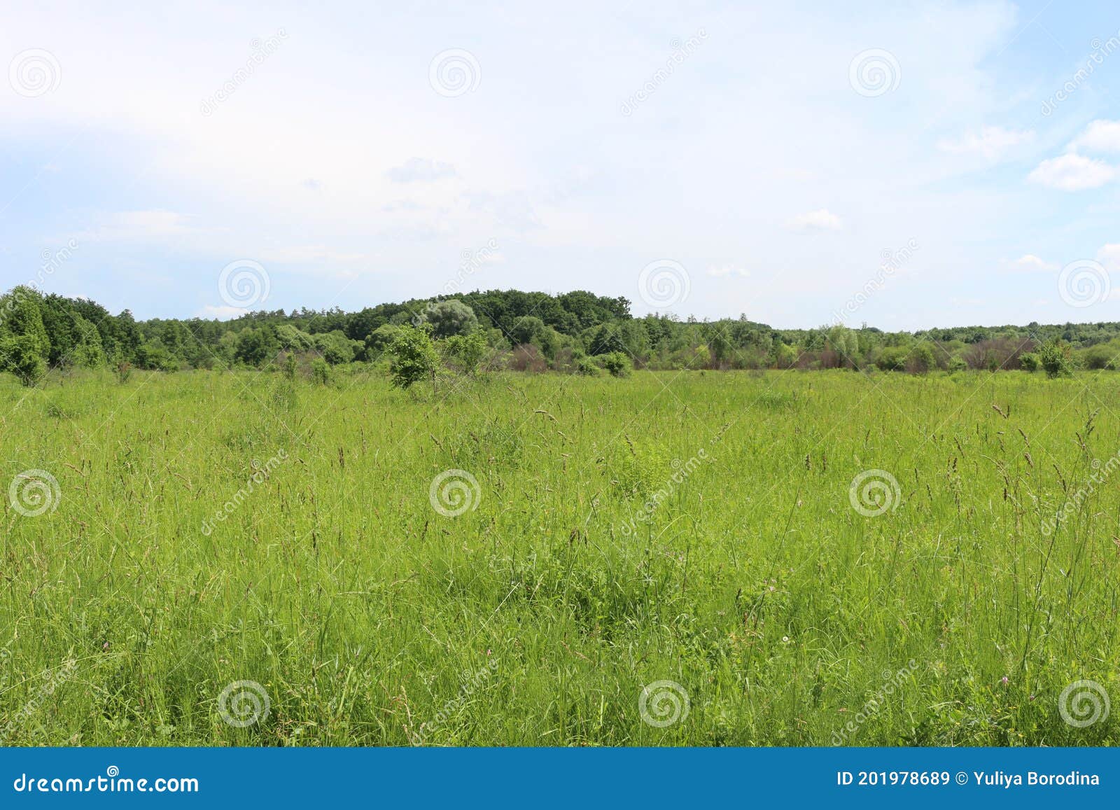 The Shrub Grows on the Edge of the Forest. Everything Around is Greener ...