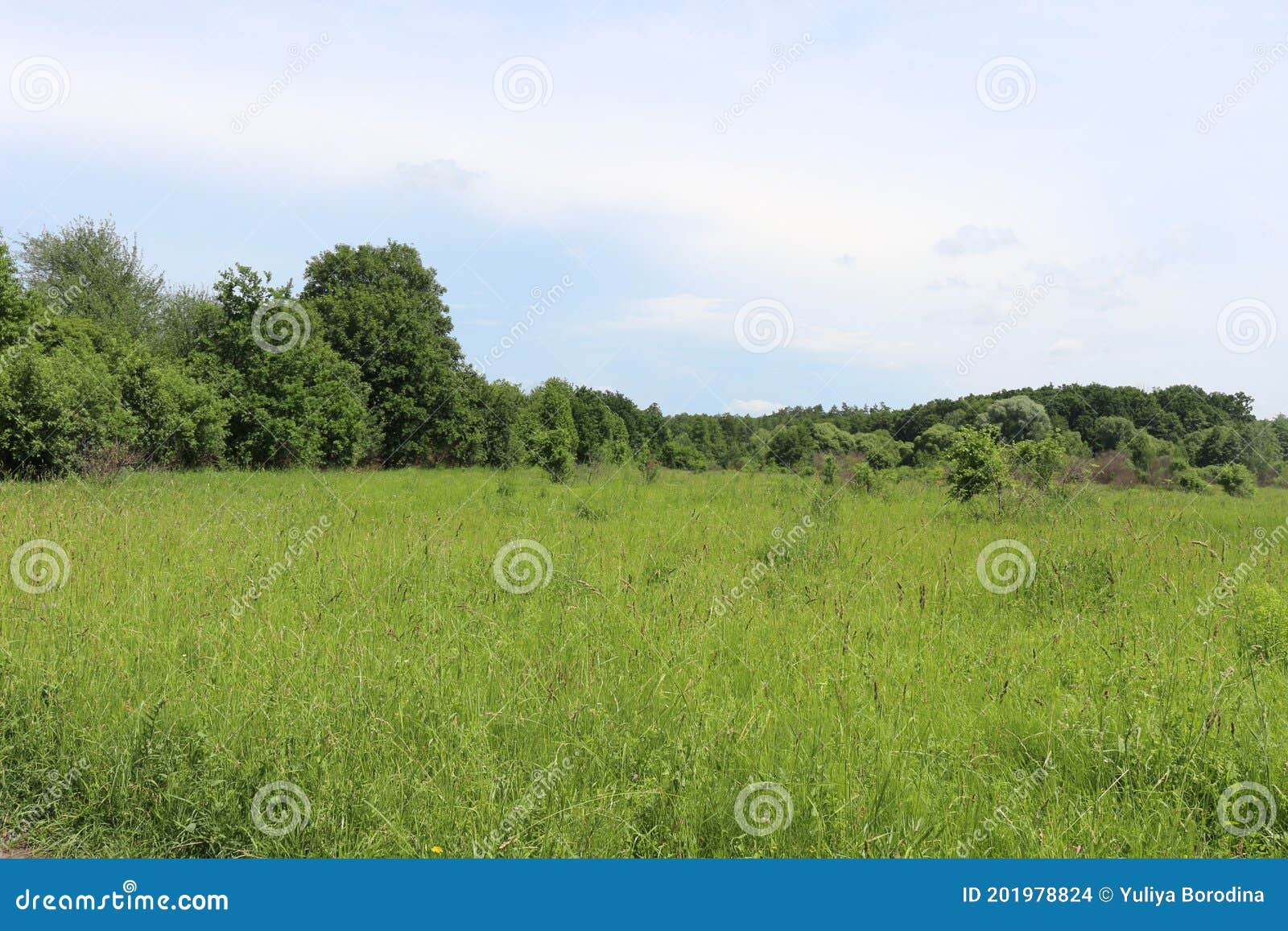 The Shrub Grows on the Edge of the Forest. Everything Around is Greener ...