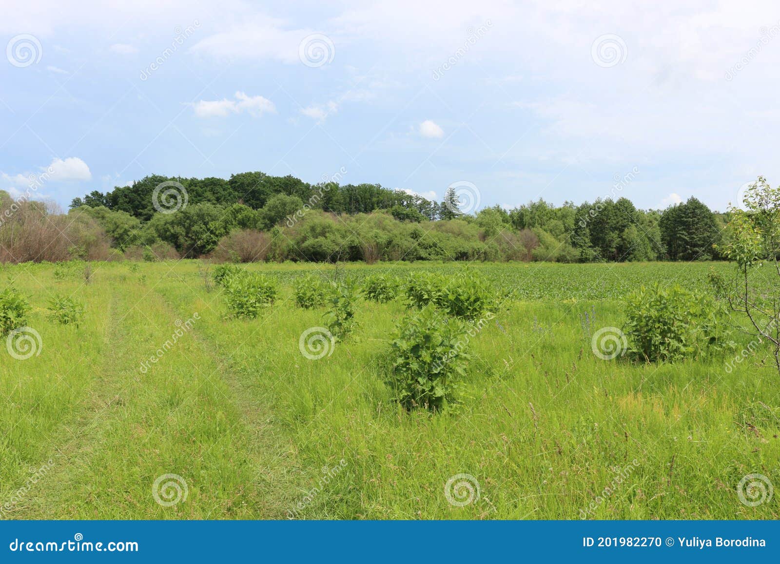 The Shrub Grows on the Edge of the Forest. Everything Around is Greener ...