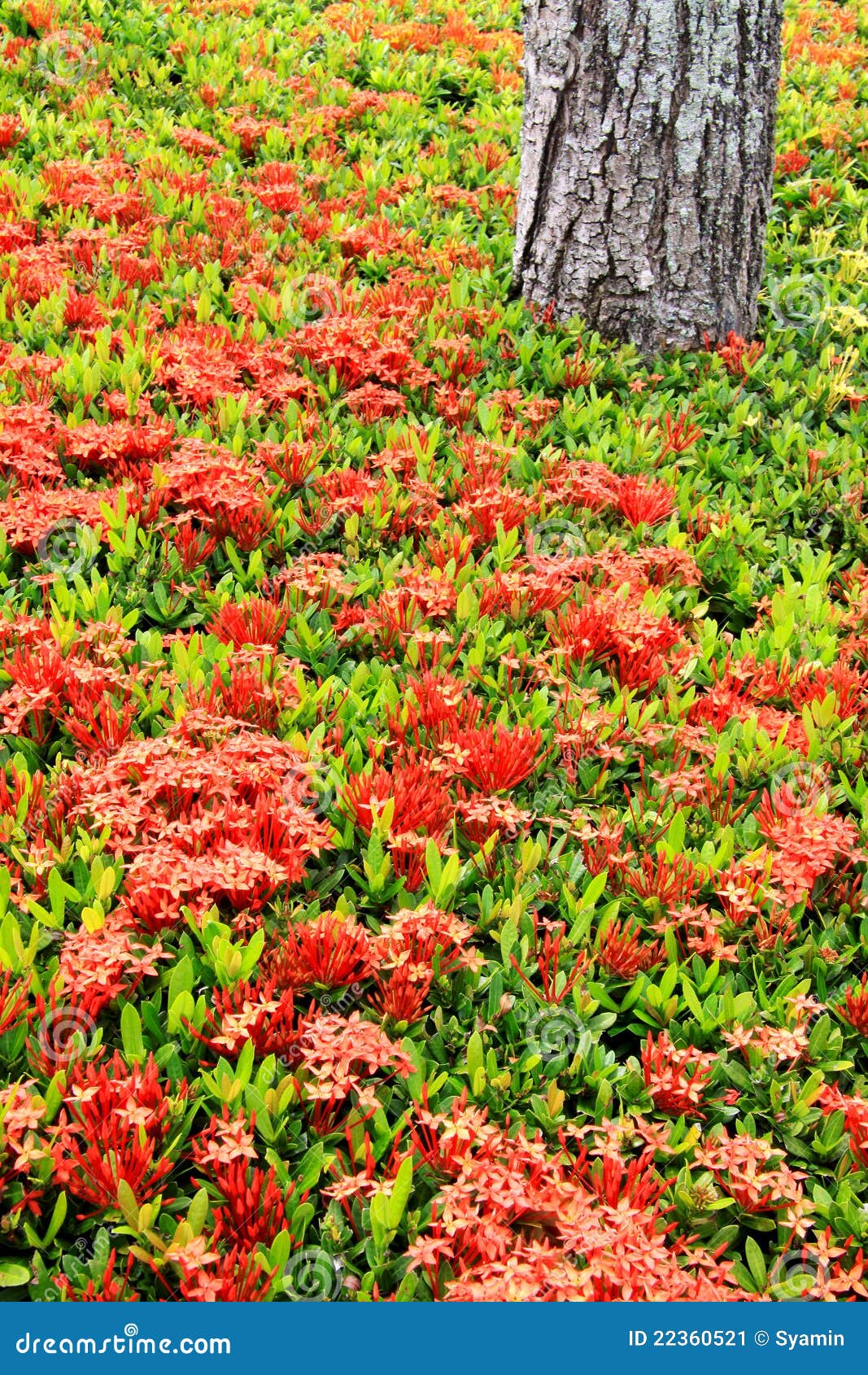 Shrub - Ixora Sunkist stock image. Image of bature, tree - 22360521