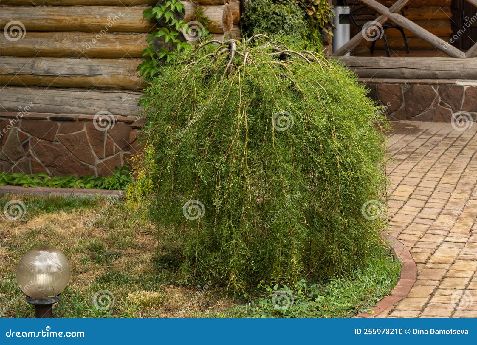 Shrub in Landscape Design. a Spherical Plant that Grows with Branches ...