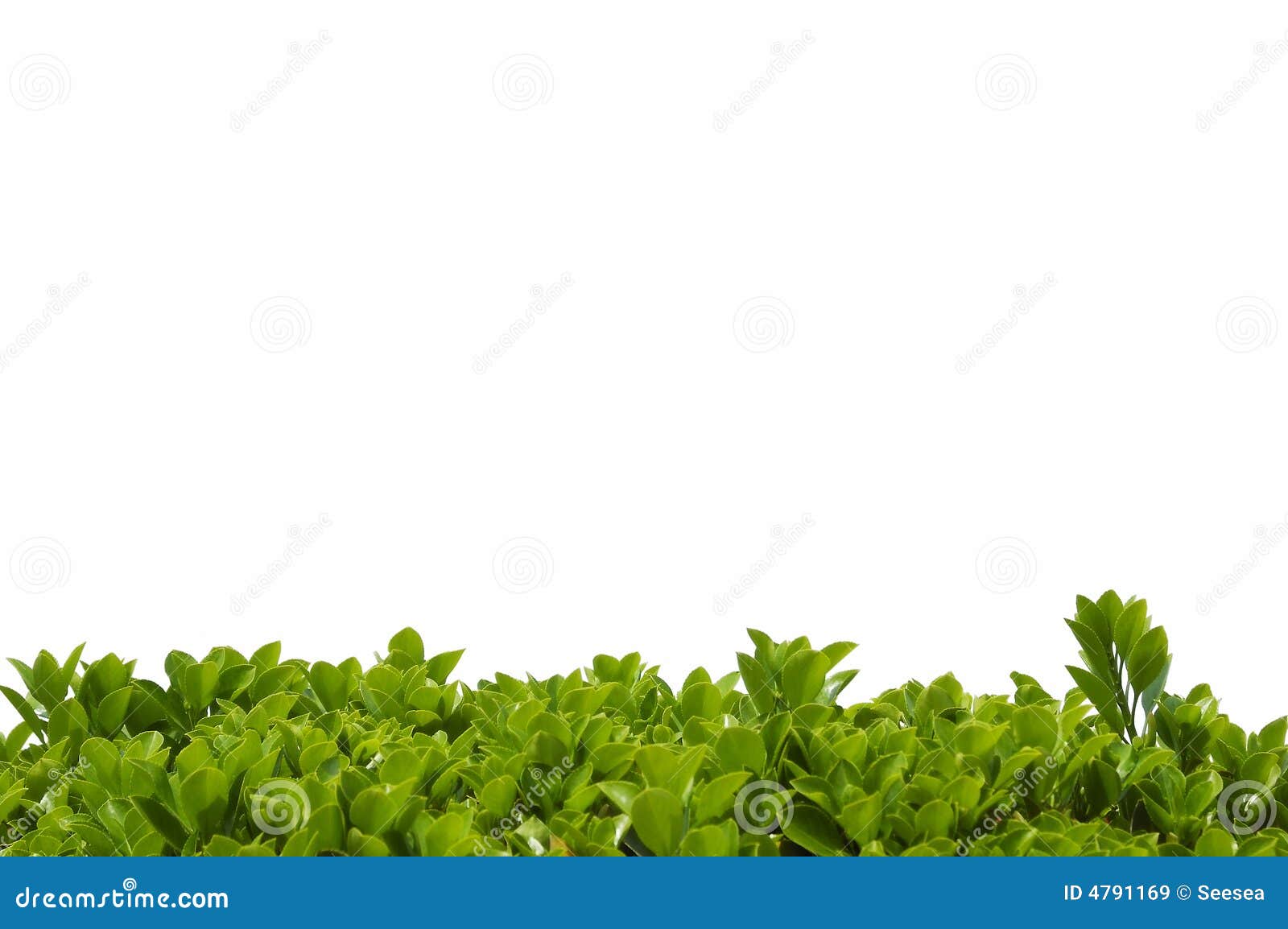 Shrub Leaves Border Background Stock Illustration - Illustration of ...