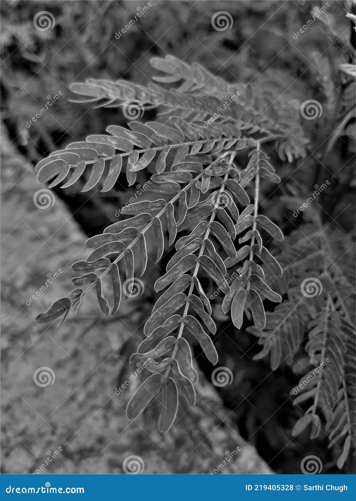 Shrub Leaves Coming into Focus Top View Grayscale Pattern Stock Photo ...