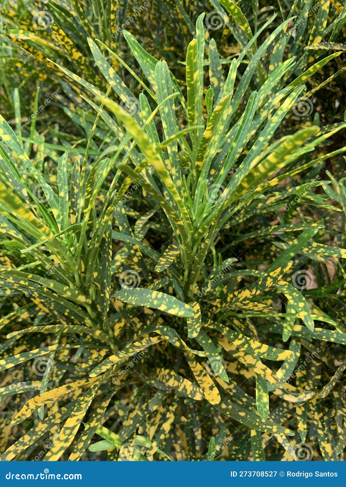 Small Tree with Long Green and Yellow Leaves Stock Image - Image of ...