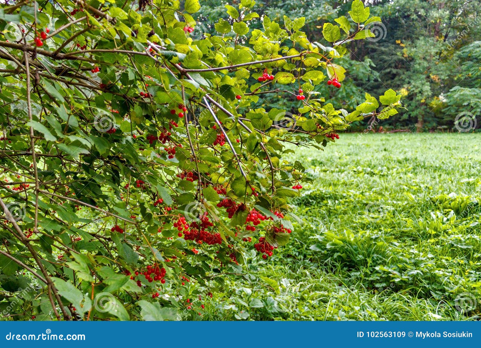 Shrub with Lots of Red Berries on Branches Stock Image - Image of fresh ...