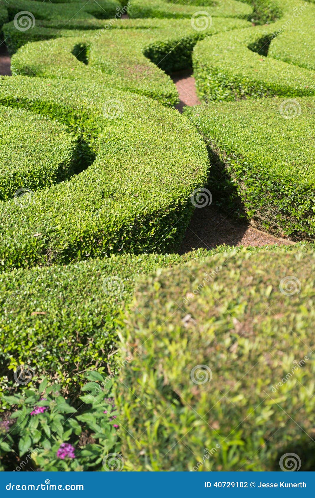 Shrub maze stock photo. Image of green, maze, bushes - 40729102