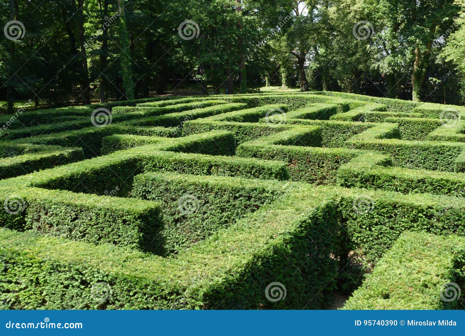 Shrub maze stock photo. Image of evergreen, trees, symmetrical - 95740390