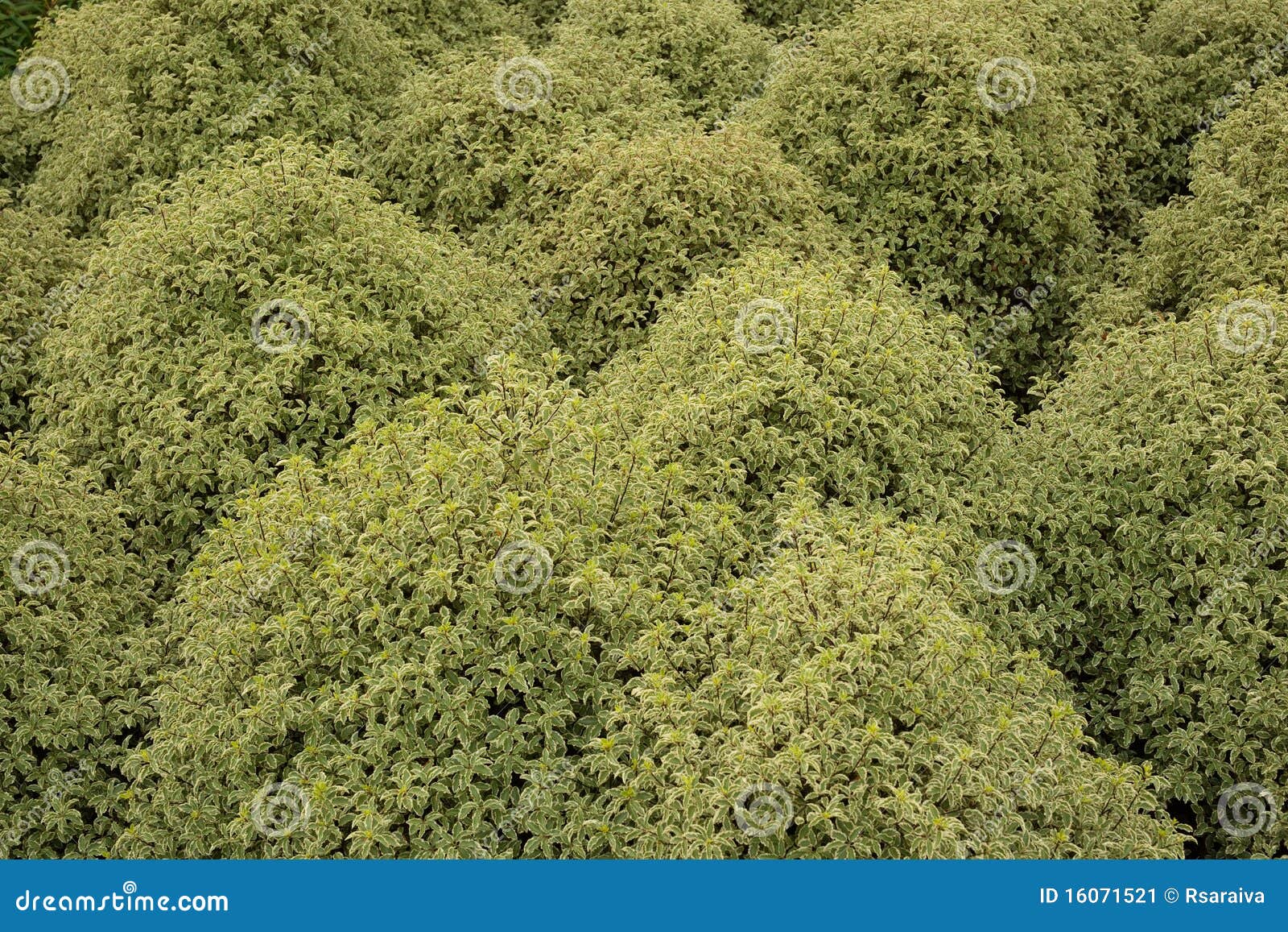 Shrub pattern stock image. Image of foliage, horizontal - 16071521