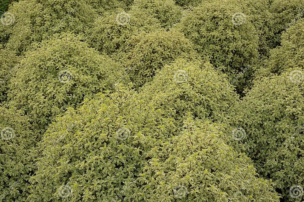 Shrub pattern stock image. Image of foliage, horizontal - 16071521