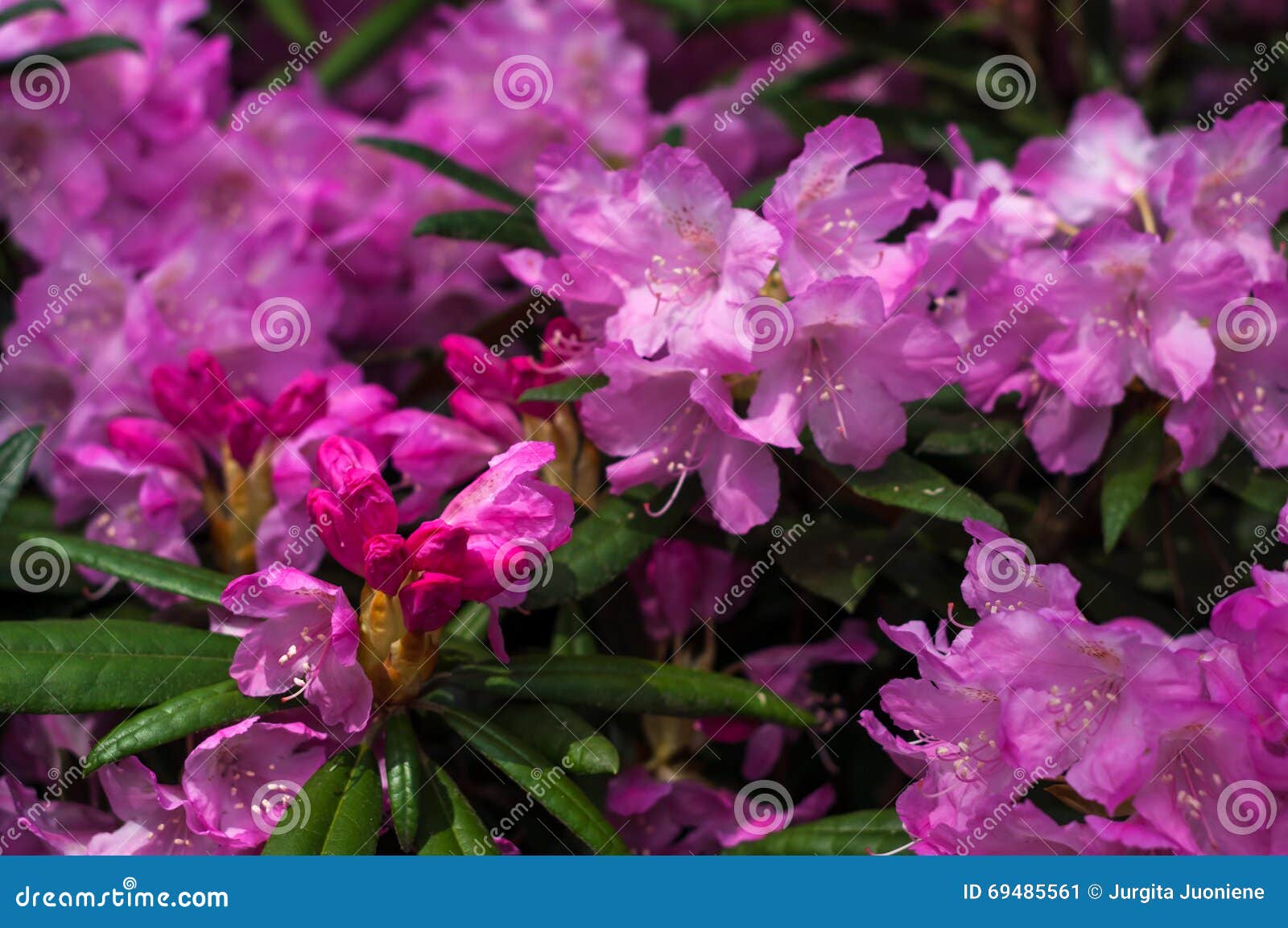 Shrub of Pink Blooming Rhododendrons Stock Image - Image of natural ...