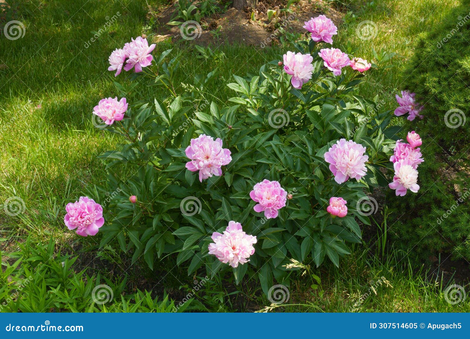 Shrub of Pink Peonies in Full Bloom in June Stock Image - Image of ...