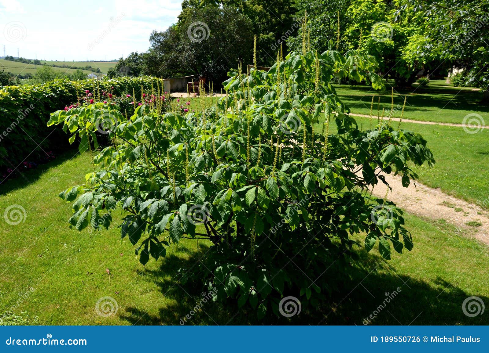 Shrub with Protrusion Branching and Branching, Grows Freely in Width ...