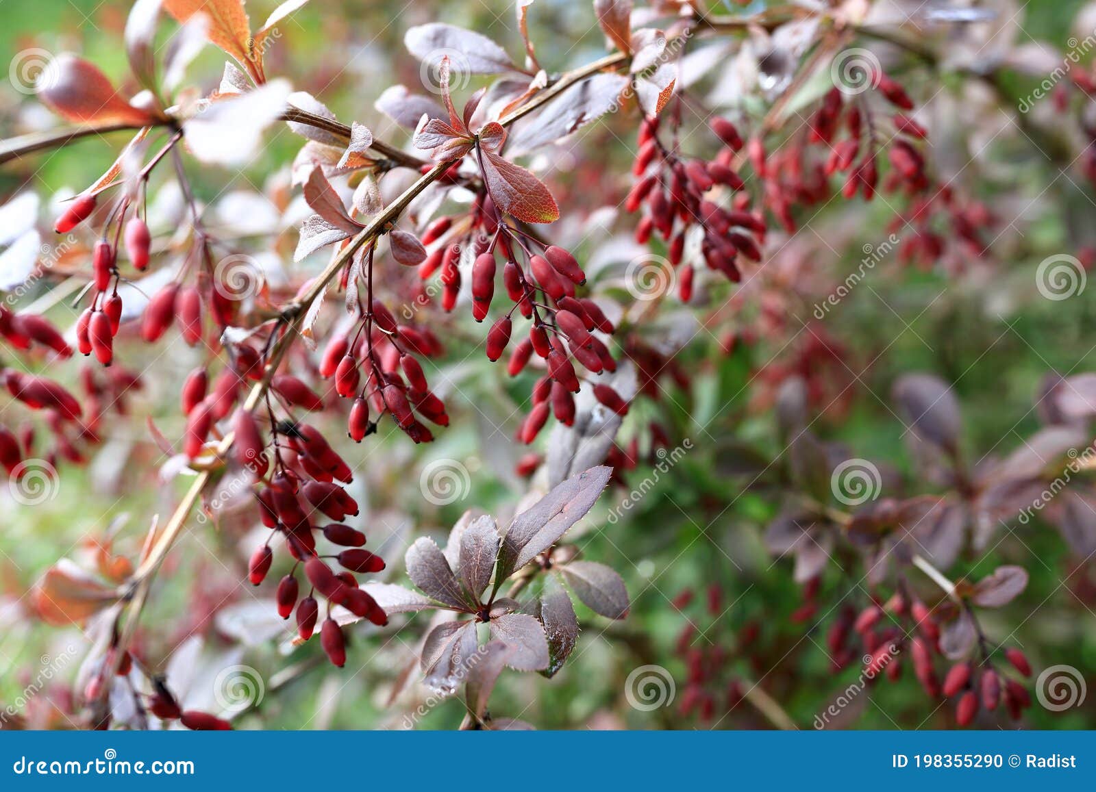 Shrub of red barberry stock photo. Image of growth, leaves - 198355290