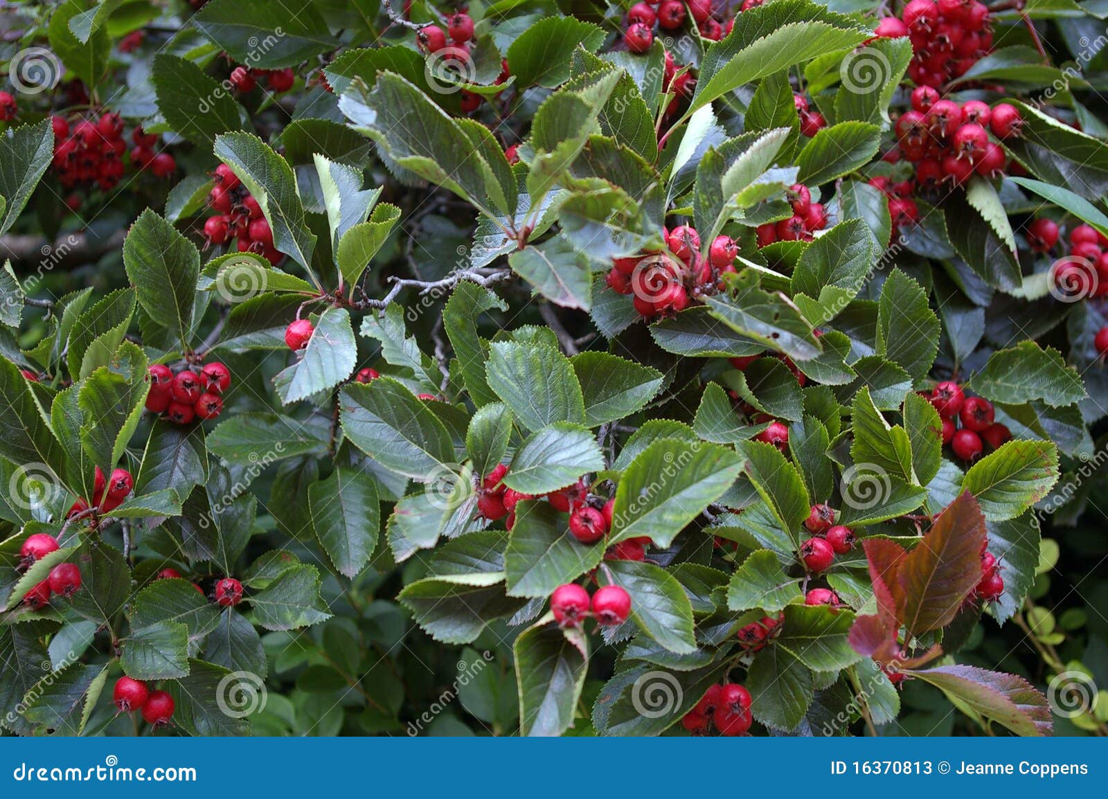 Shrub with red berries stock image. Image of detail, delicious - 16370813