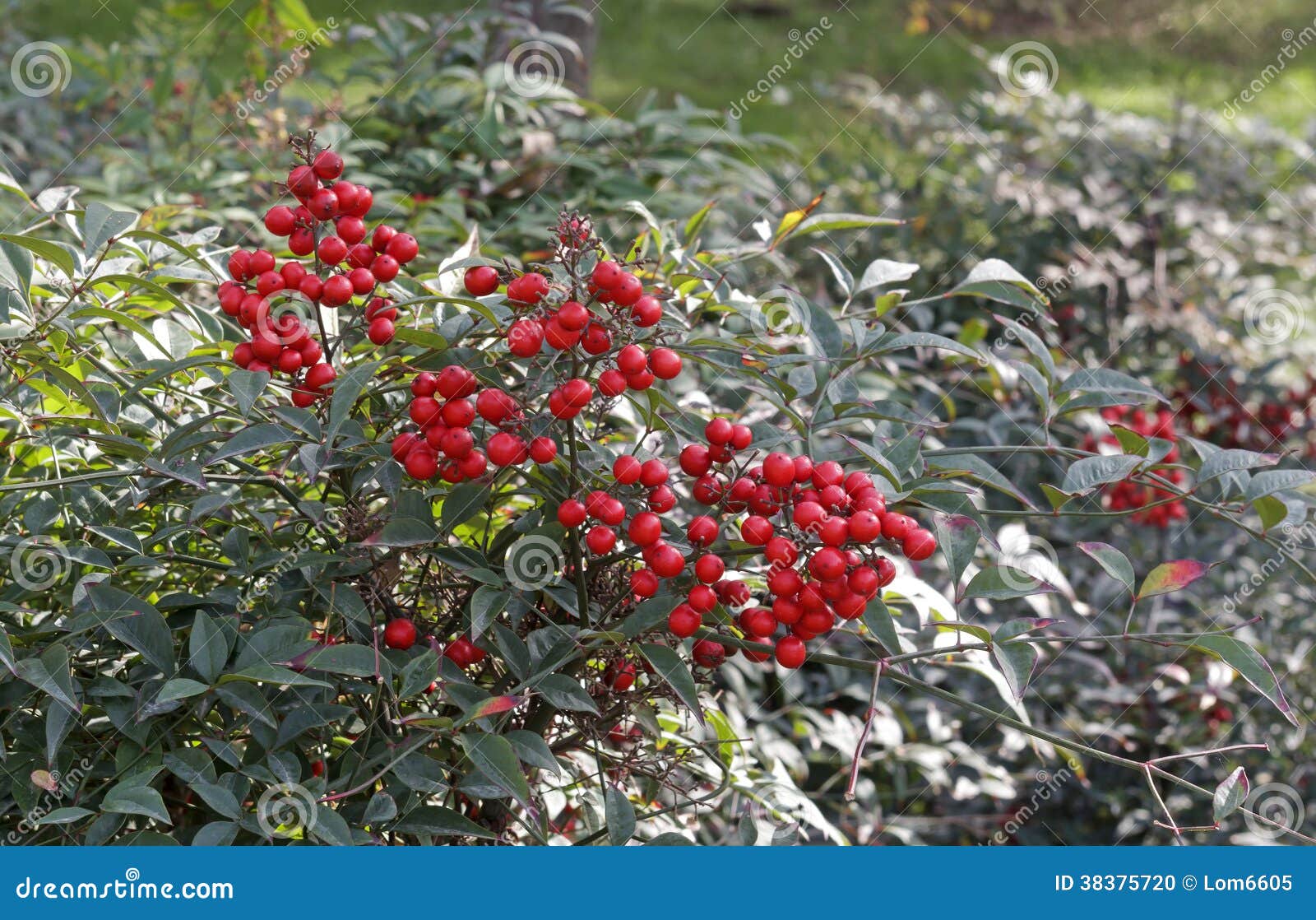 Shrub with red berries stock photo. Image of berries - 38375720