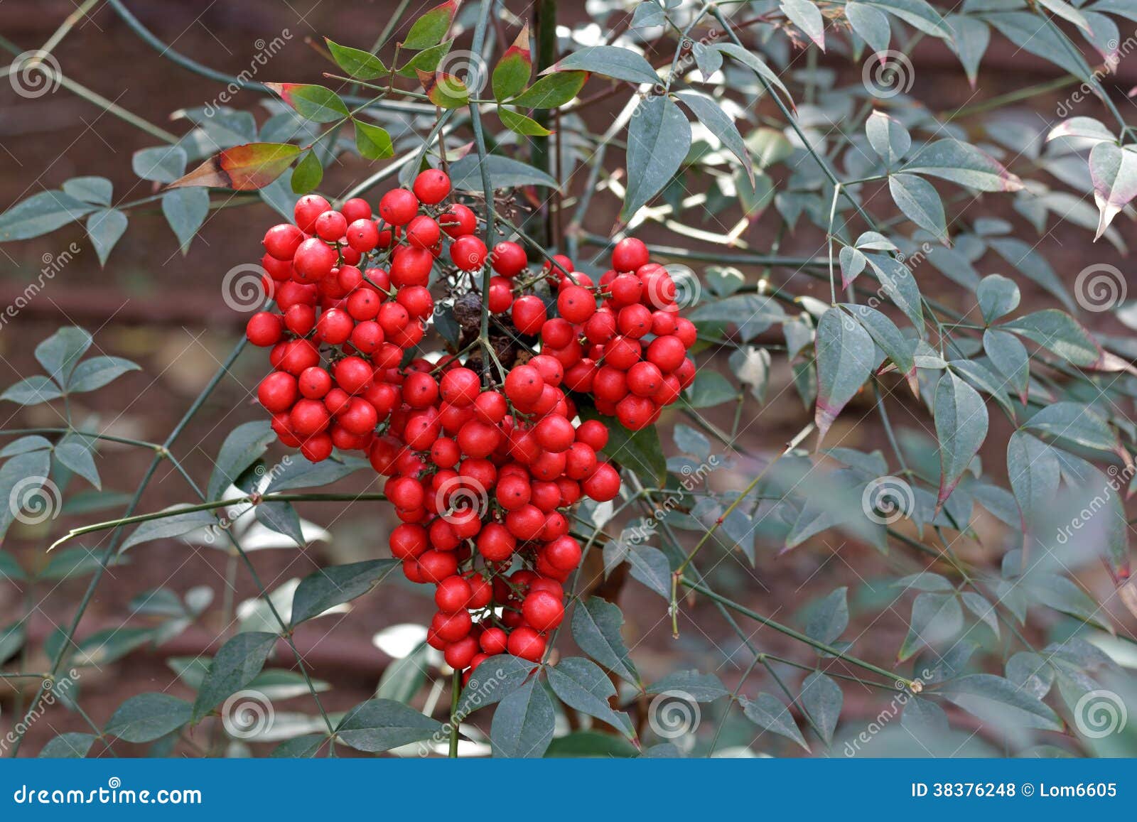 Shrub with red berries stock photo. Image of holly, close - 38376248