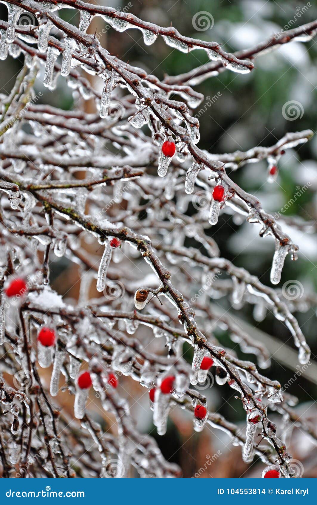 Shrub with Red Berries in Winter - / Berberis /. Stock Photo - Image of ...
