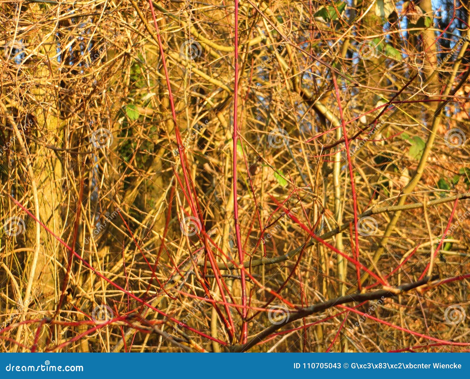 Shrub with red branches stock image. Image of sunshine - 110705043