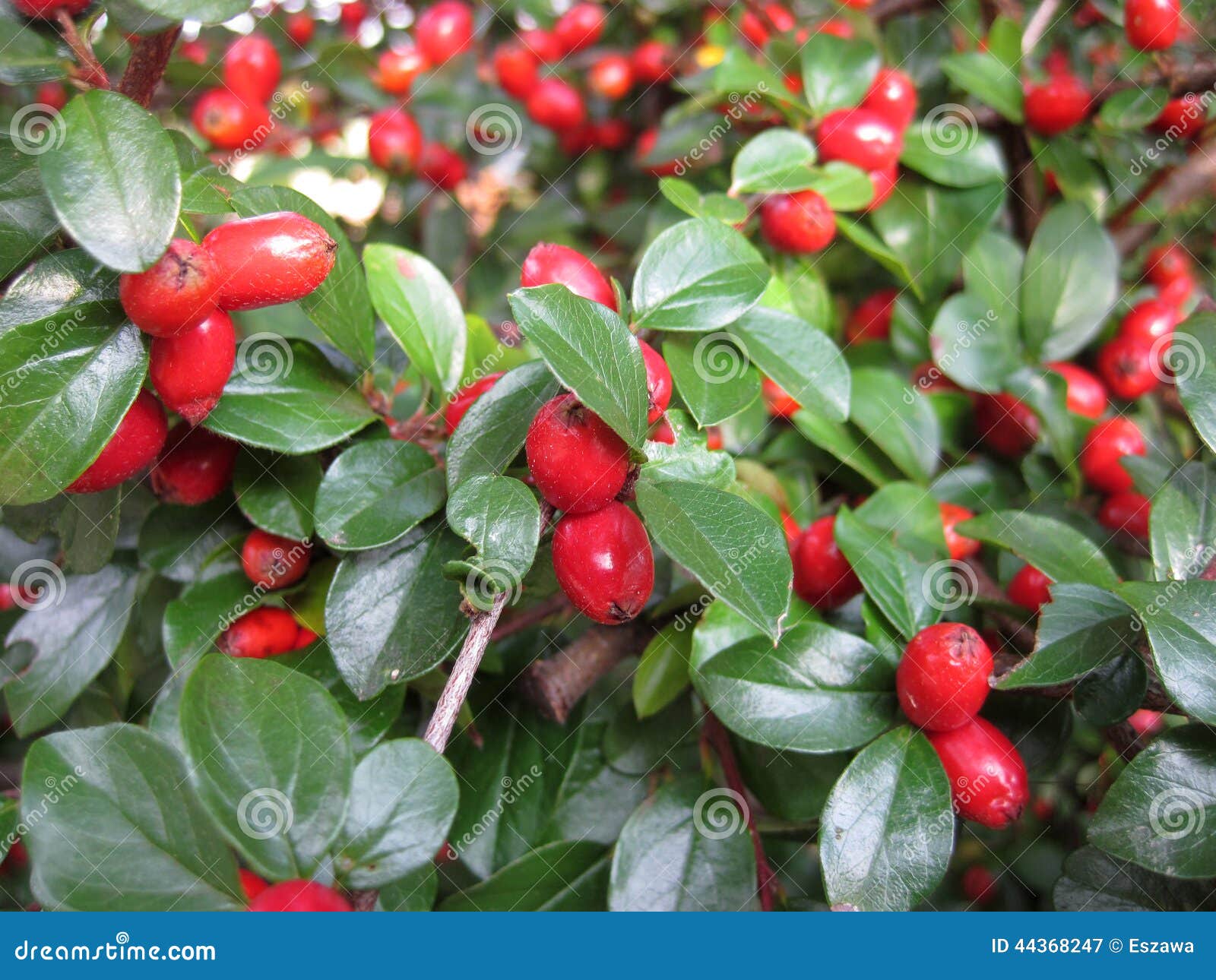 A shrub with red fruits stock image. Image of group, detail - 44368247