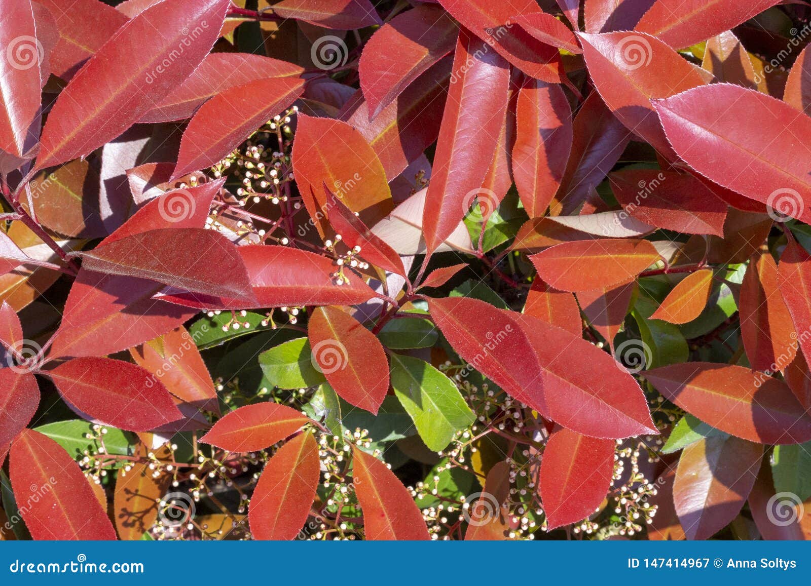 Shrub with Red Leaves and White Small Flowers Stock Image - Image of ...
