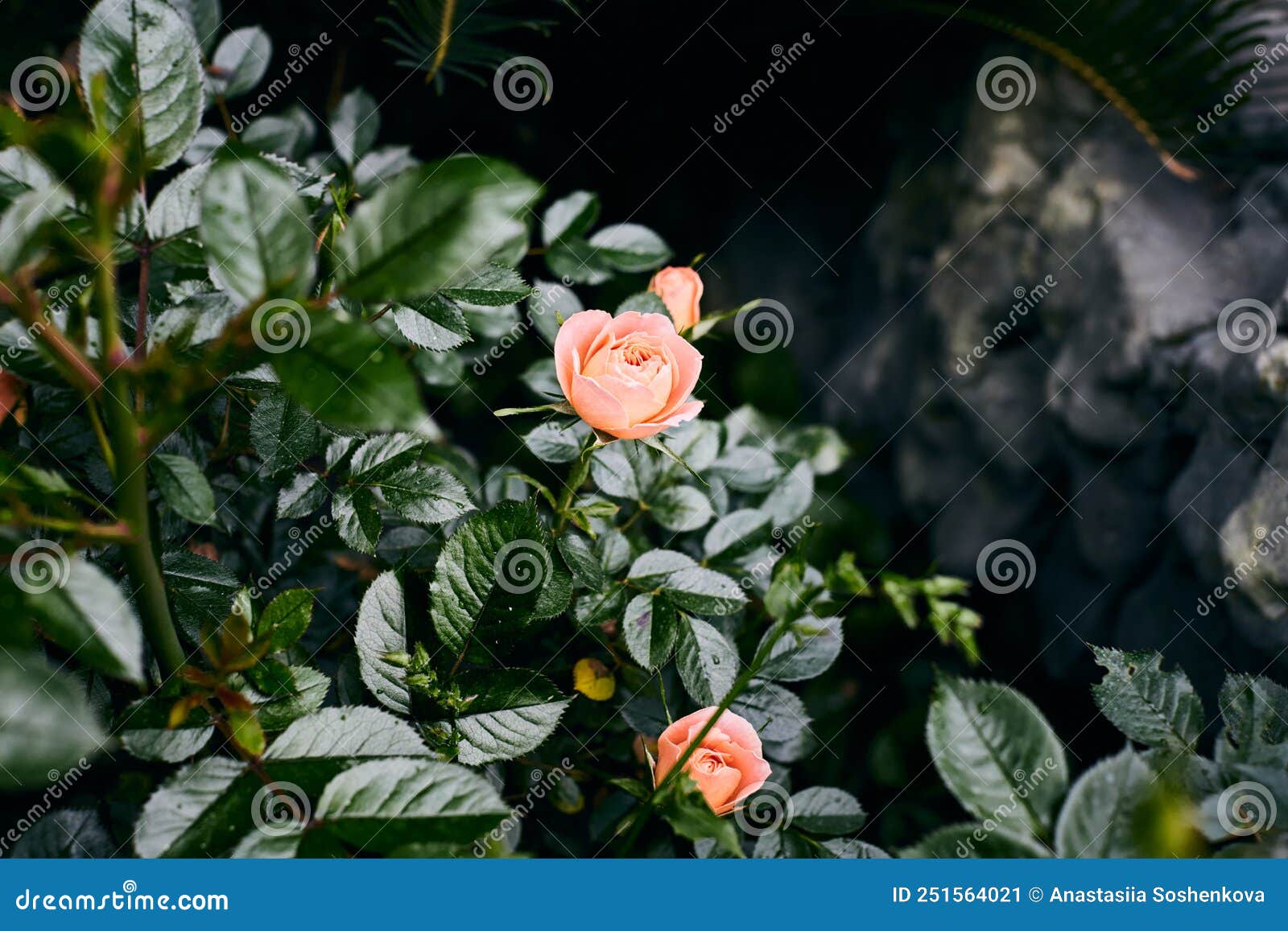 Shrub Roses on a Background of Greenery. Stock Image - Image of ...