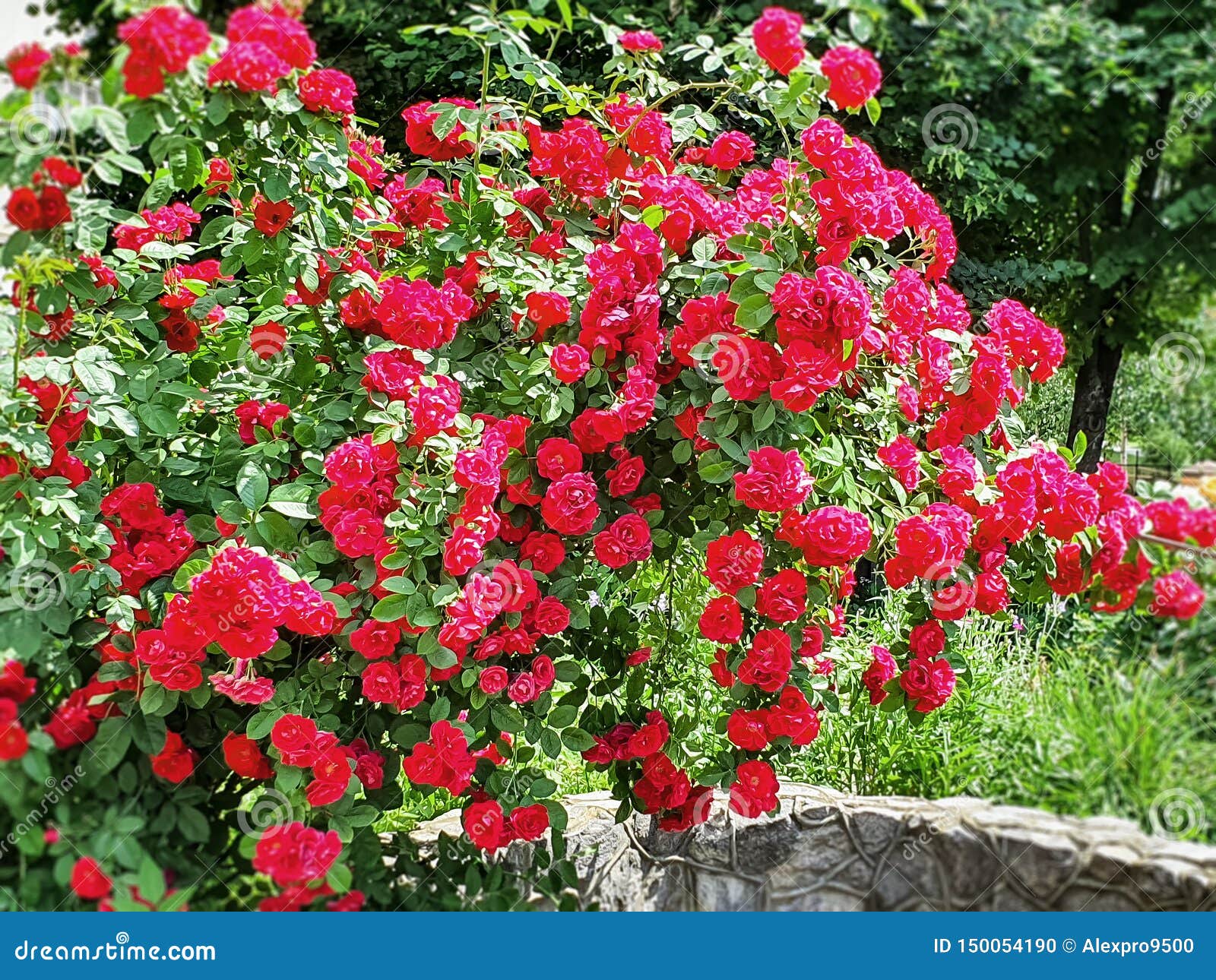 Shrub roses stock photo. Image of flowerbed, blossom - 150054190