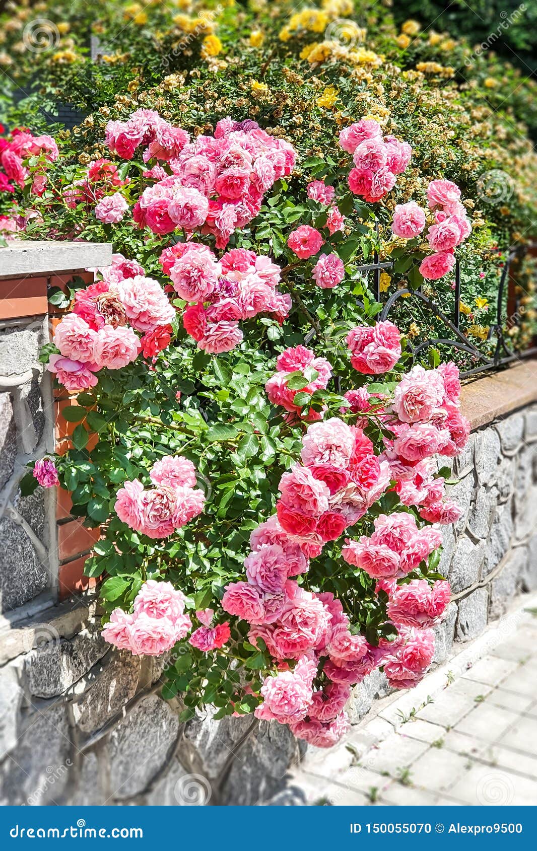 Shrub roses stock photo. Image of macro, bunch, flower - 150055070