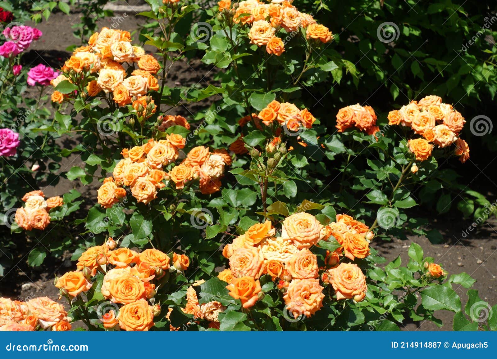 Shrub of Roses with Orange Flowers Stock Image - Image of foliage ...