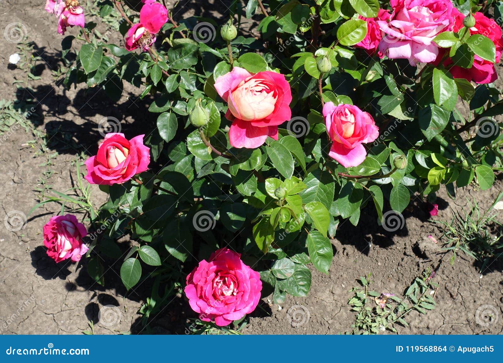 Shrub of Rose with Pink and White Flowers Stock Photo - Image of ...