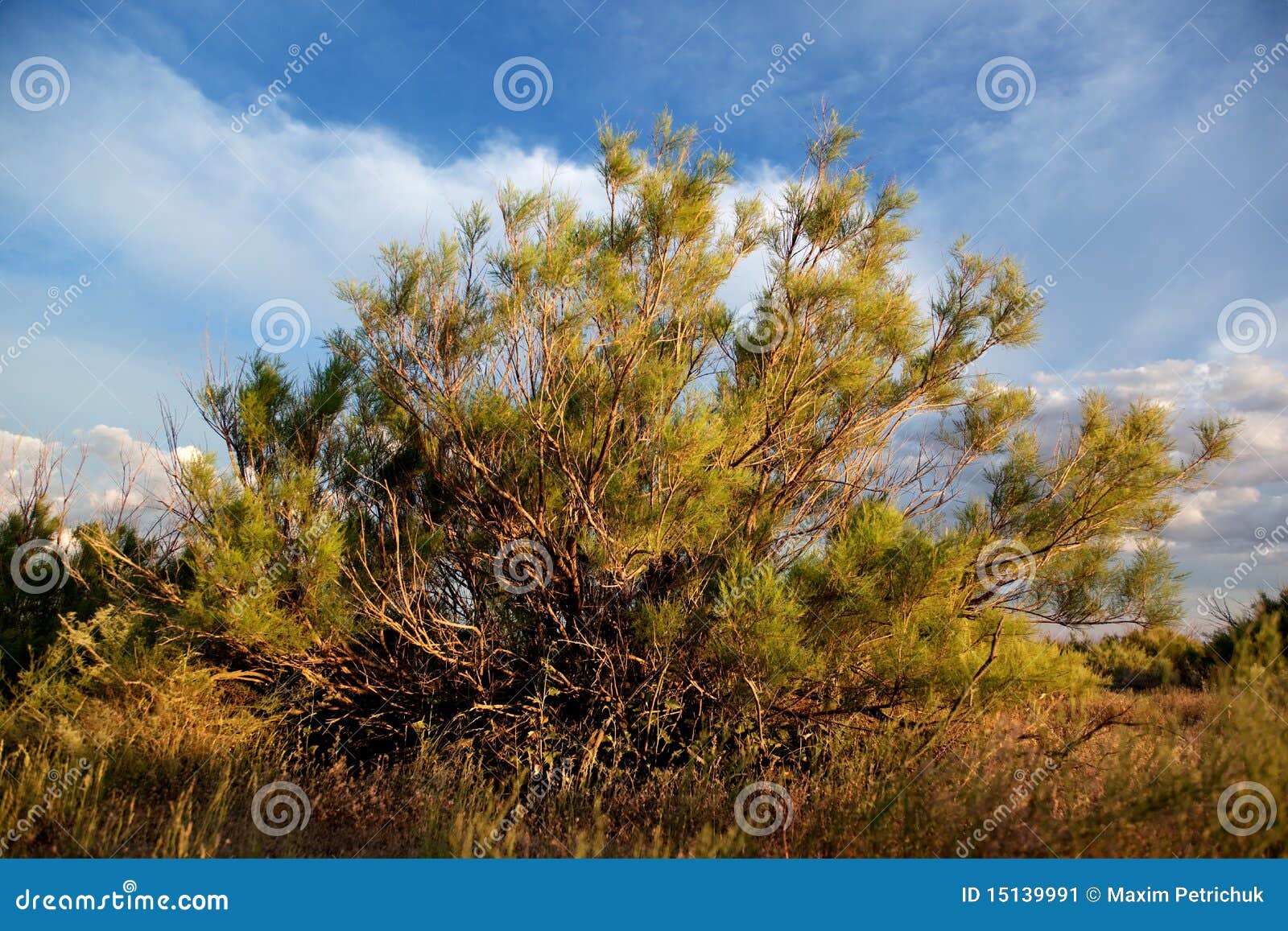 Haloxylon Saxaul - Genus Of Shrubs Or Small Trees, Plant Family ...