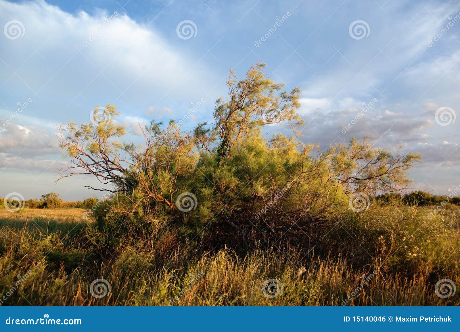 Shrub Saxaul (Haloxylon) stock photo. Image of nature - 15140046