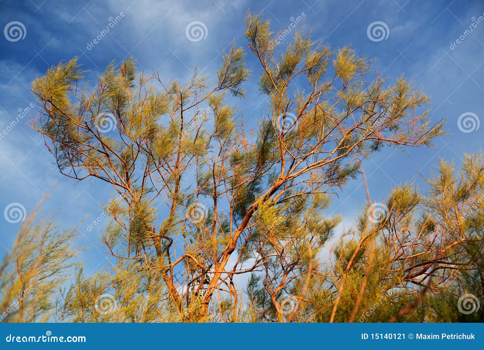 Shrub Saxaul (Haloxylon) stock image. Image of cloudscape - 15140121
