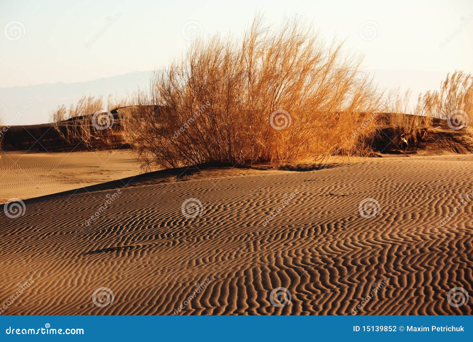 Haloxylon Saxaul - Genus Of Shrubs Or Small Trees, Plant Family ...