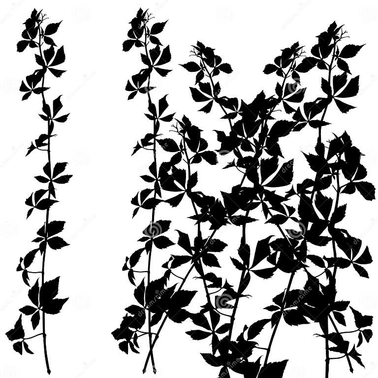 Shrub Silhouette stock vector. Illustration of bush, silhouette - 8358041