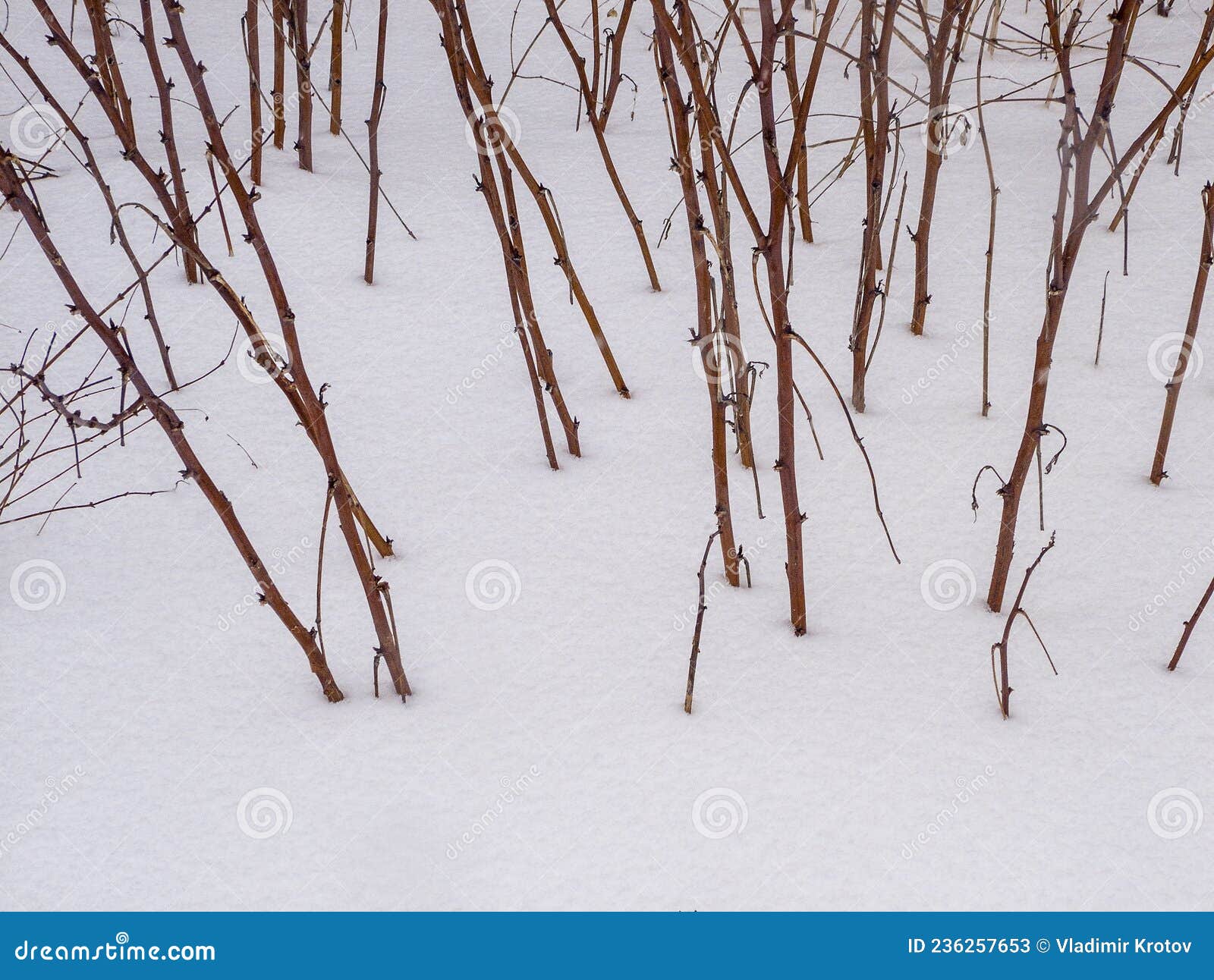 Shrub in the snow stock image. Image of natural, frost - 236257653