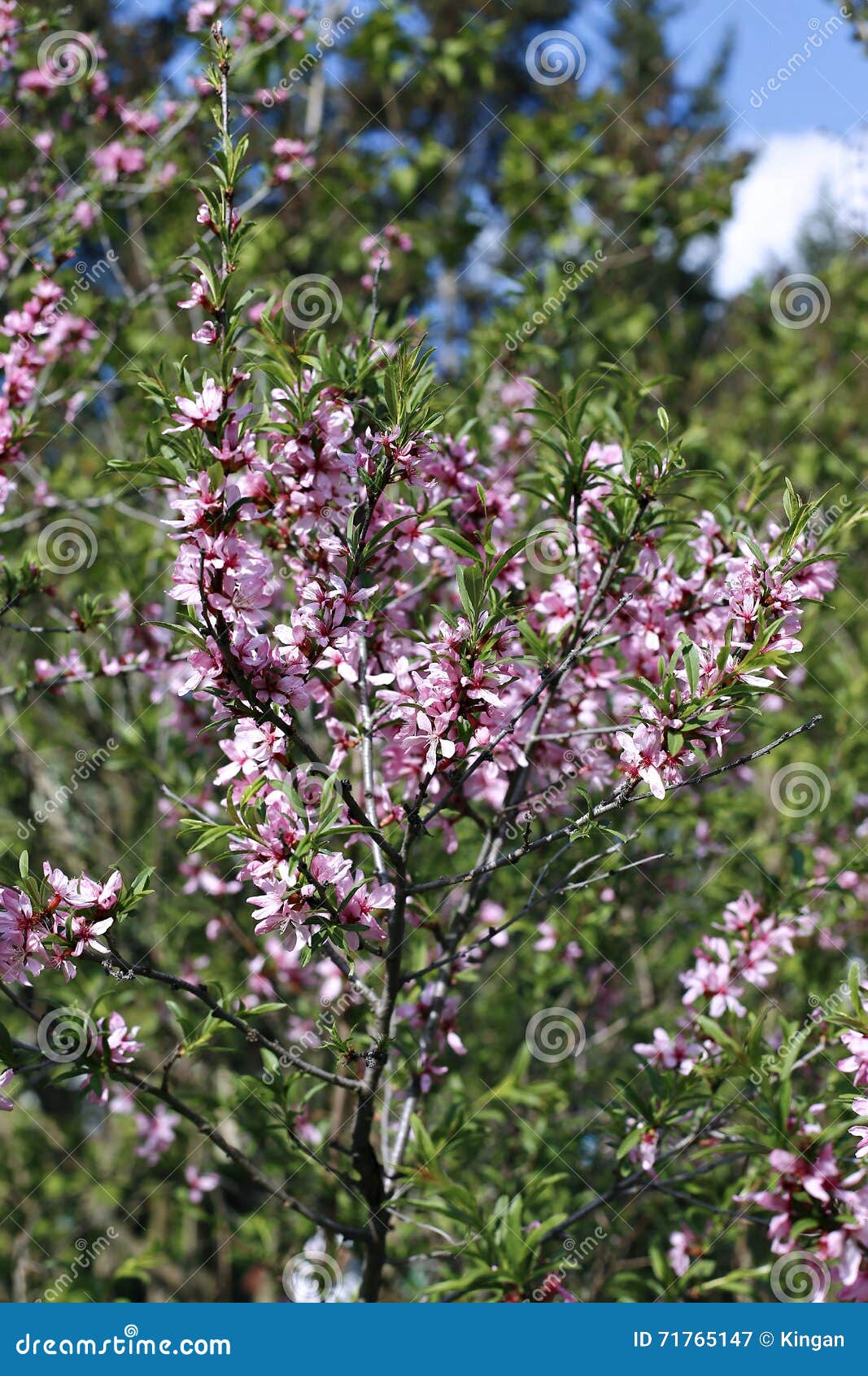 The Shrub Steppe Almond, Blooming Pink Flowers Stock Image - Image of ...