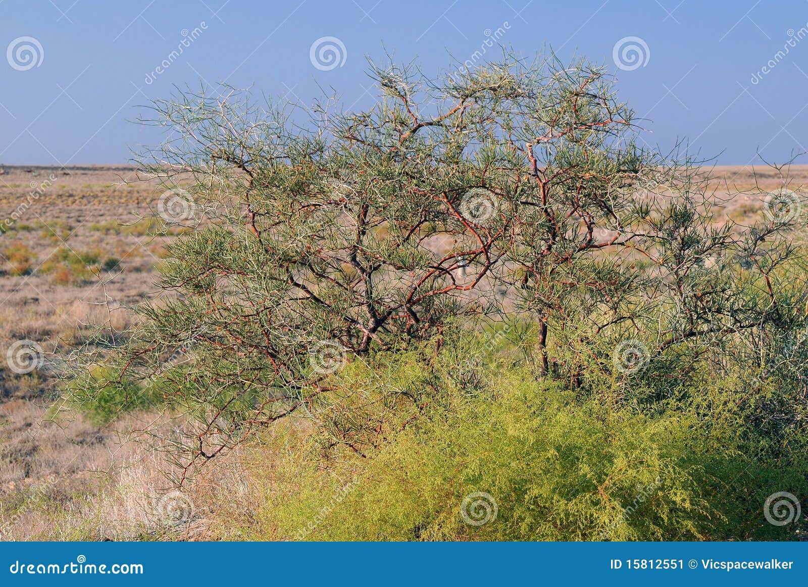 Shrub Vegetation in Prairie Stock Image - Image of underwood, pasture ...