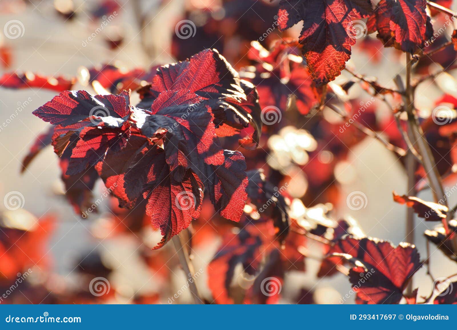 Shrub Viburnum Leaf, Red Diablo Variety Stock Image - Image of fall ...